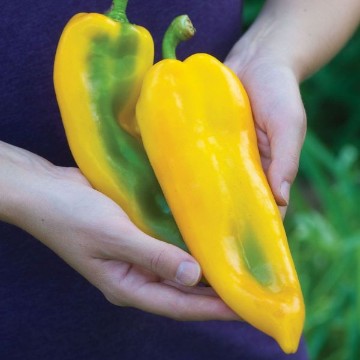 Sweet Pepper B. Reimer Seeds