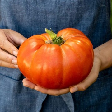 Tomato A. Reimer Seeds