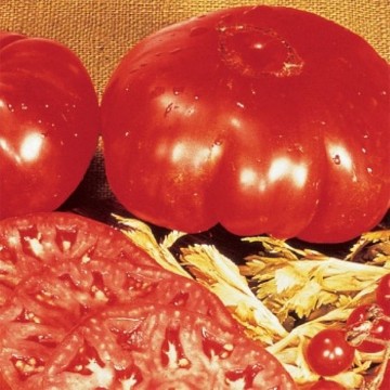 Tomato D. Reimer Seeds